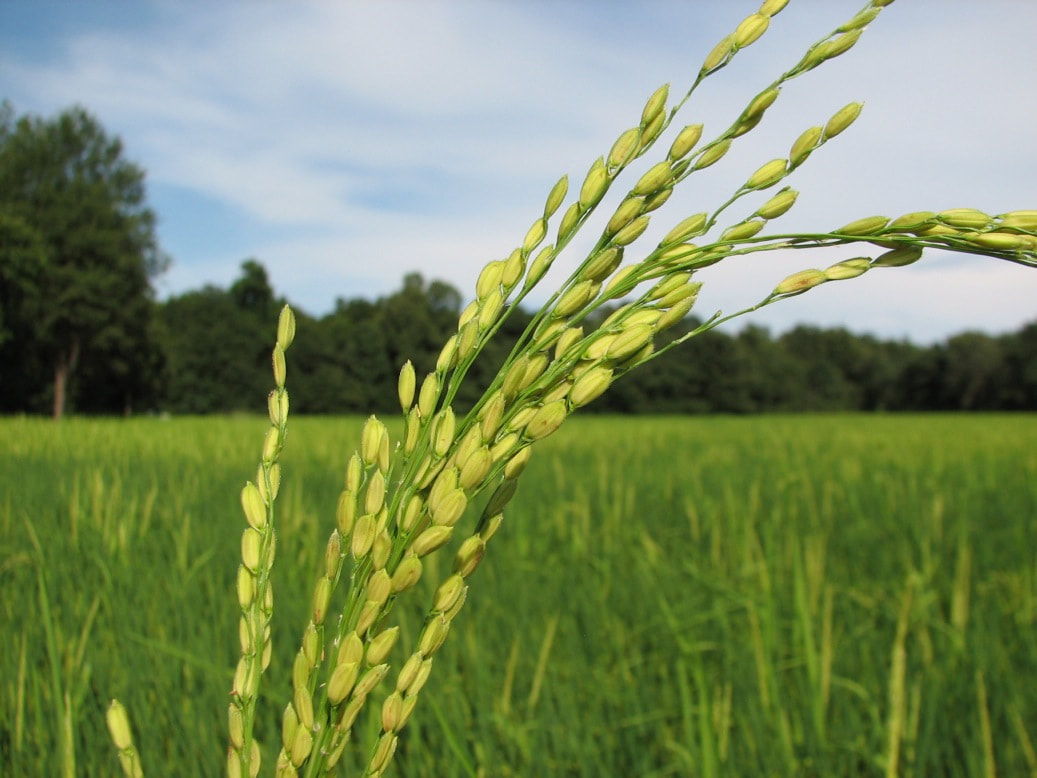 The evolution of rice | Global | WashU